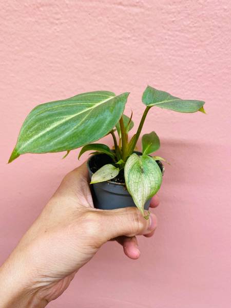 Philodendron Gloriosum - baby plante - Monsteras Lover